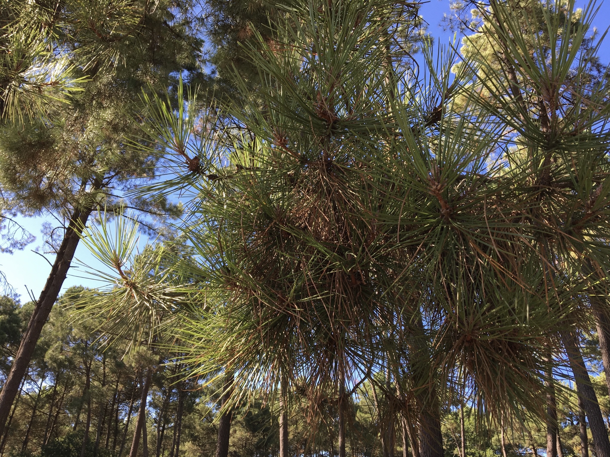 Sunny Monday #52 | Pom de Pin in Wonderland